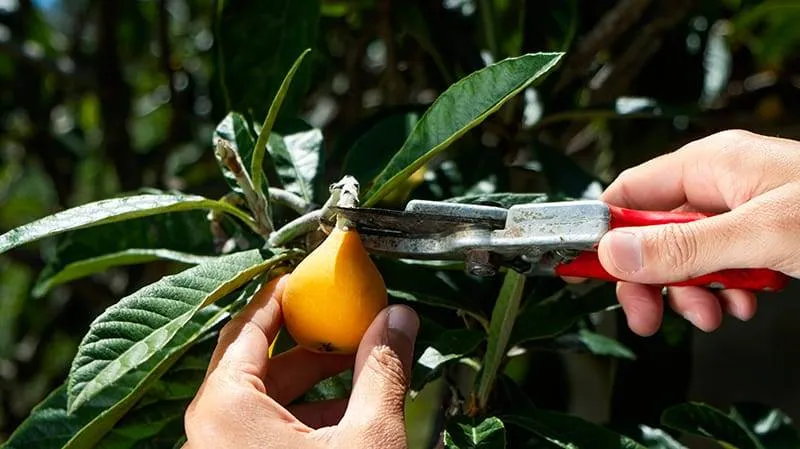 Discover Growing Loquat; The Japanese Plum with a Unique Taste!