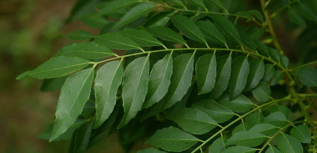 Discover How to Grow Curry Leaf Tree - Murraya koenigii
