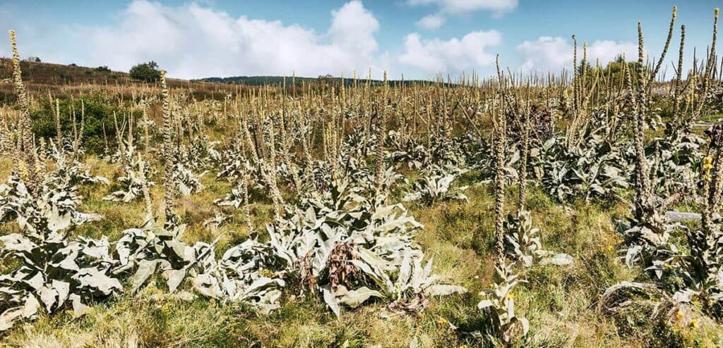 Explore Mullein: A Hardy Biannual with Magical Medicinal Properties