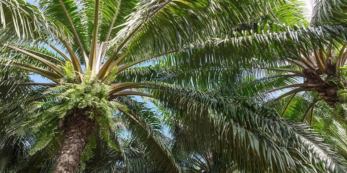 Discover How to Grow Curry Leaf Tree - Murraya koenigii