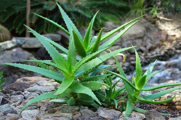 A Guide to Growing the Amazing Aloe Vera