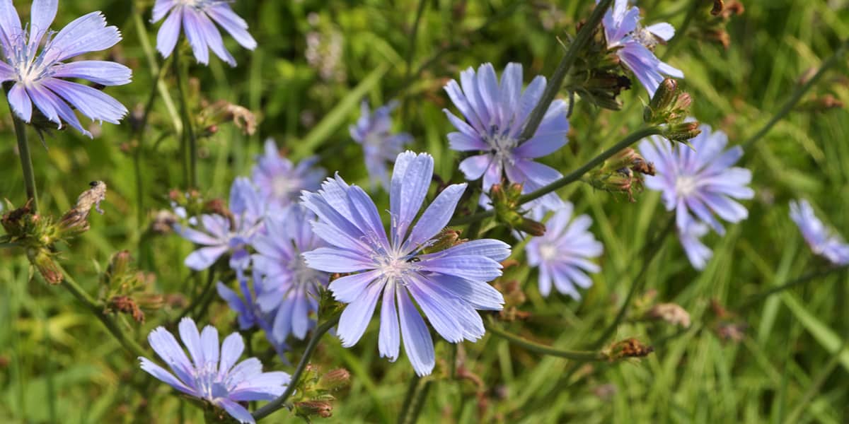 Learn How to Grow Chaya: the Nutrient-Dense Superfood of the Maya