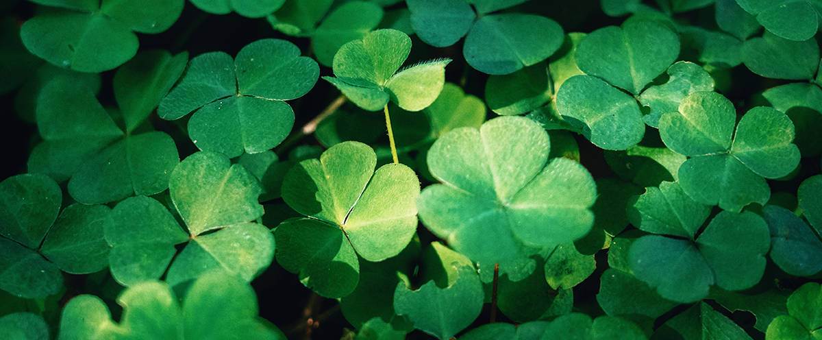 Growing Clover - A Nitrogen Fixing Groundcover & Insectary