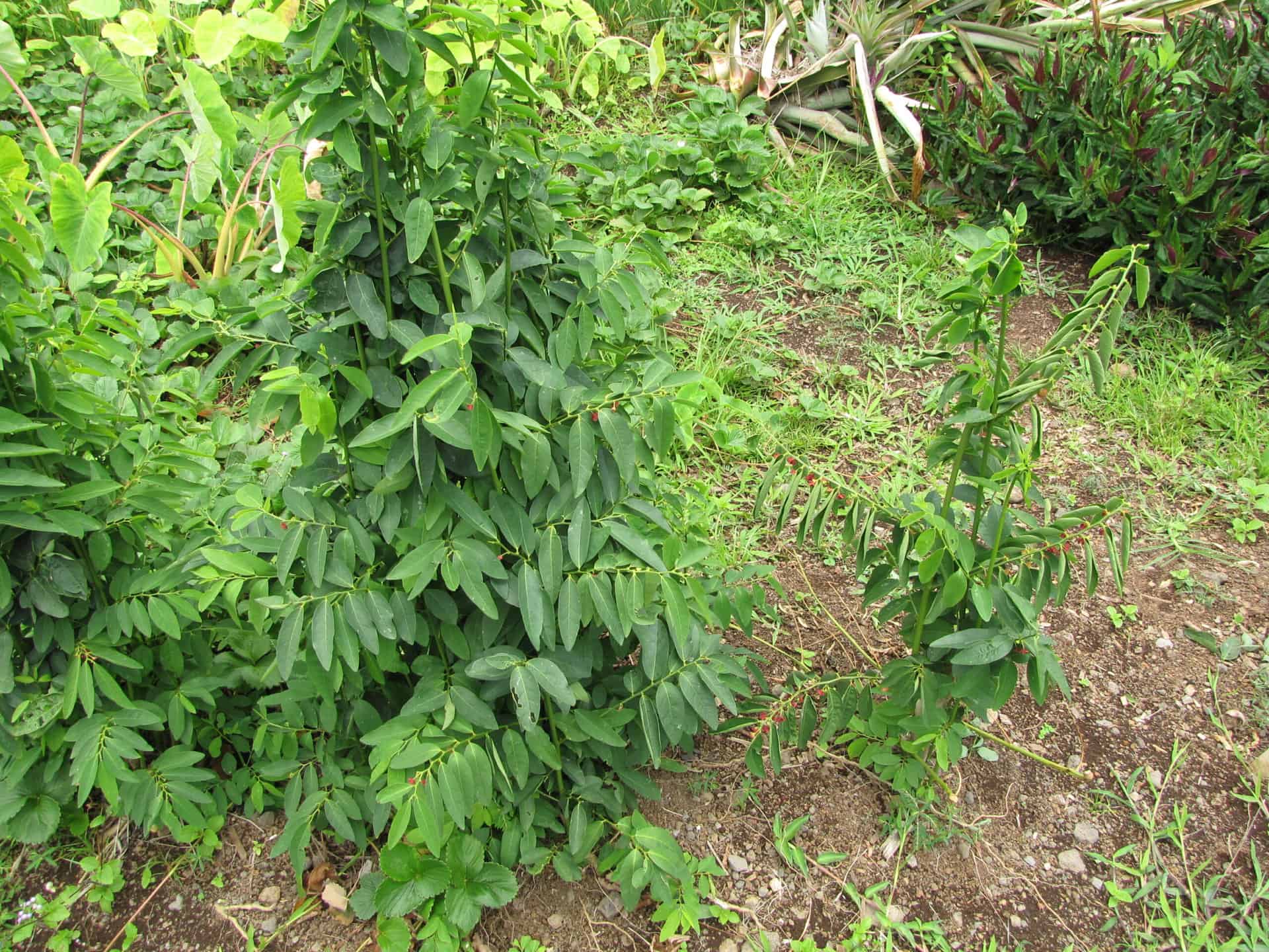 Cultivating and Eating Katuk in Tropical Permaculture Systems