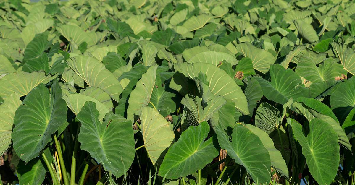 Capturing the Magnificence of Taro: A Staple Superfood of Cultures ...